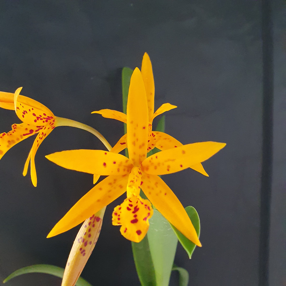 Brassolaeliocattleya sun mei gold sun spots