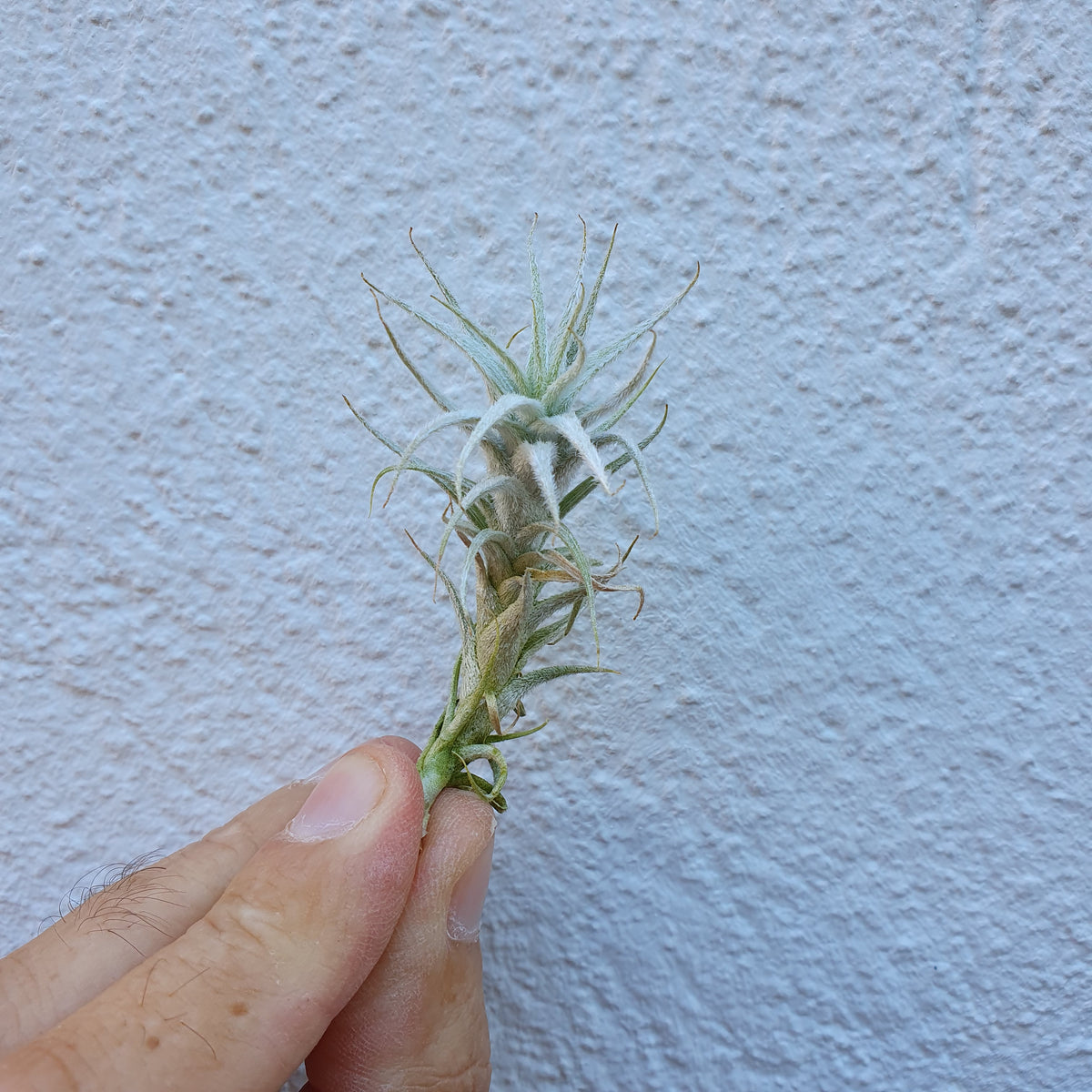Tillandsia stellifera