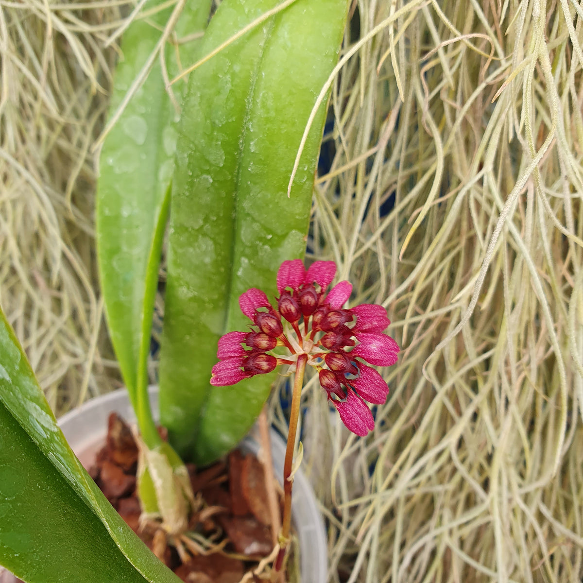Bulbophyllum pulchellum